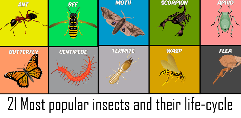 Animals Life Cycle - Insects and Arachnids Free:Amazon.com:Appstore for Android