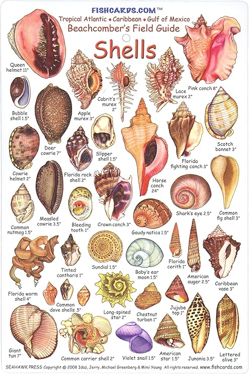 Shell ID Card: Beachcomber's Field Guide Tropical Atlantic Caribbean ...