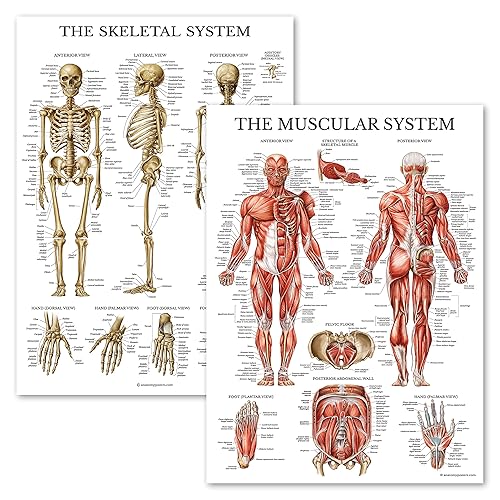 Palace Learning Muscular & Skeletal System Anatomical Poster Set ...