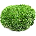 Amazon.com : LUCKY PLANT Fresh Live Moss Variety Pack - Ideal for DIY ...