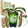 Amazon.com : Miranda Carnivorous Pitcher Plant - Nepenthes Miranda ...