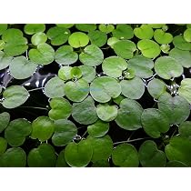 Frogbit Amazon Limnobium Laevigatum Amazon Frogbit – Aquapets