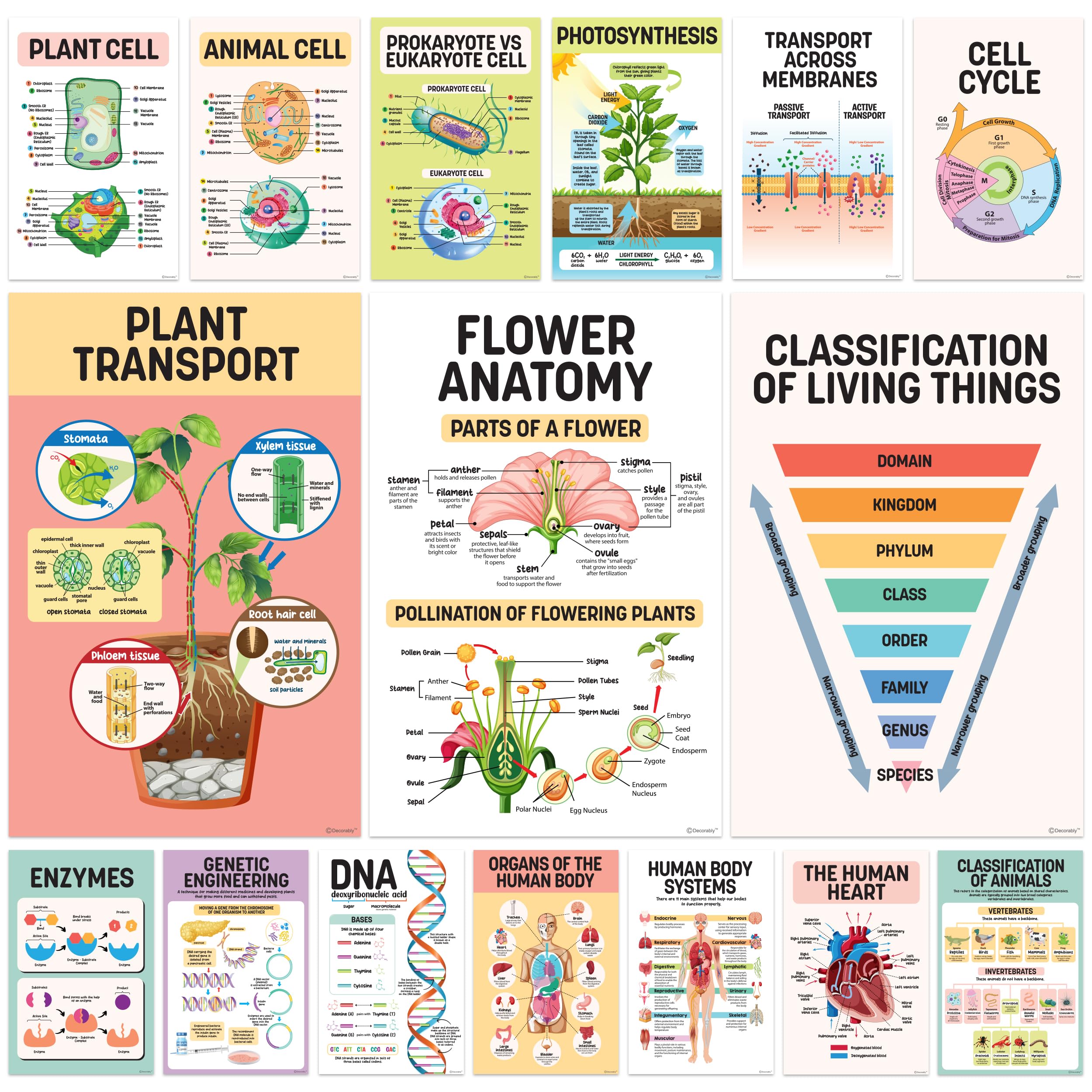 Mua 16 Science Posters for Classroom Middle School - 11x17in Biology ...