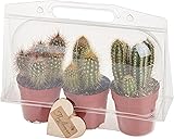 Set of 5 Cactus in 5.5cm Pot: Amazon.co.uk: Garden & Outdoors