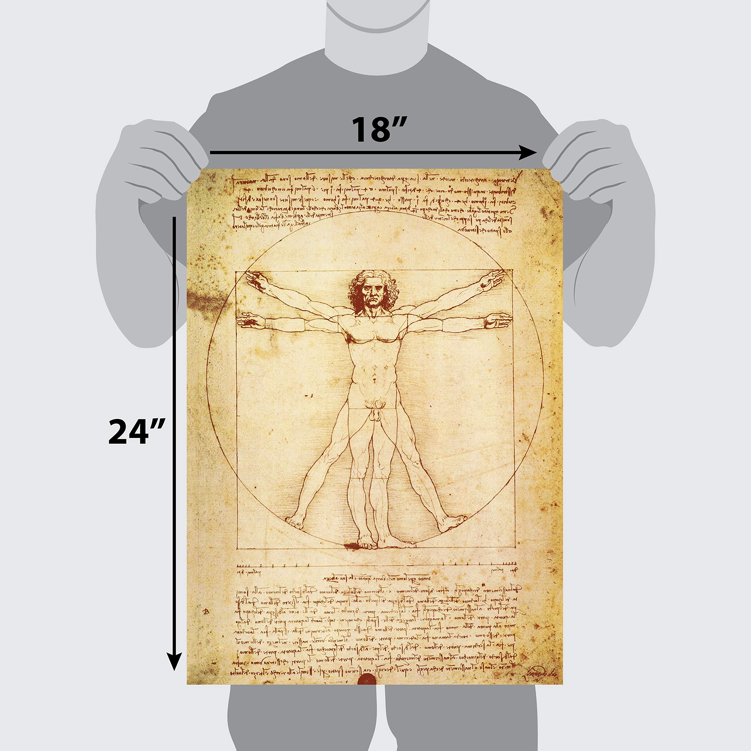 Mua Vitruvian Man by Leonardo Da Vinci Poster - Proportions of the ...