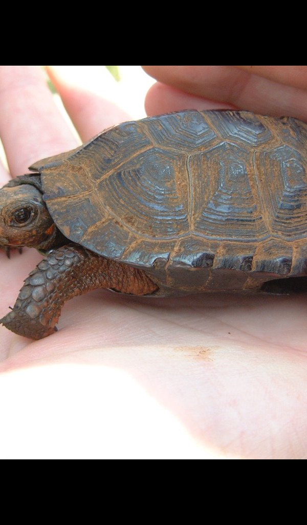 Cute Baby turtle Wallpaper -- HD Wallpapers of Cute Baby turtles ...