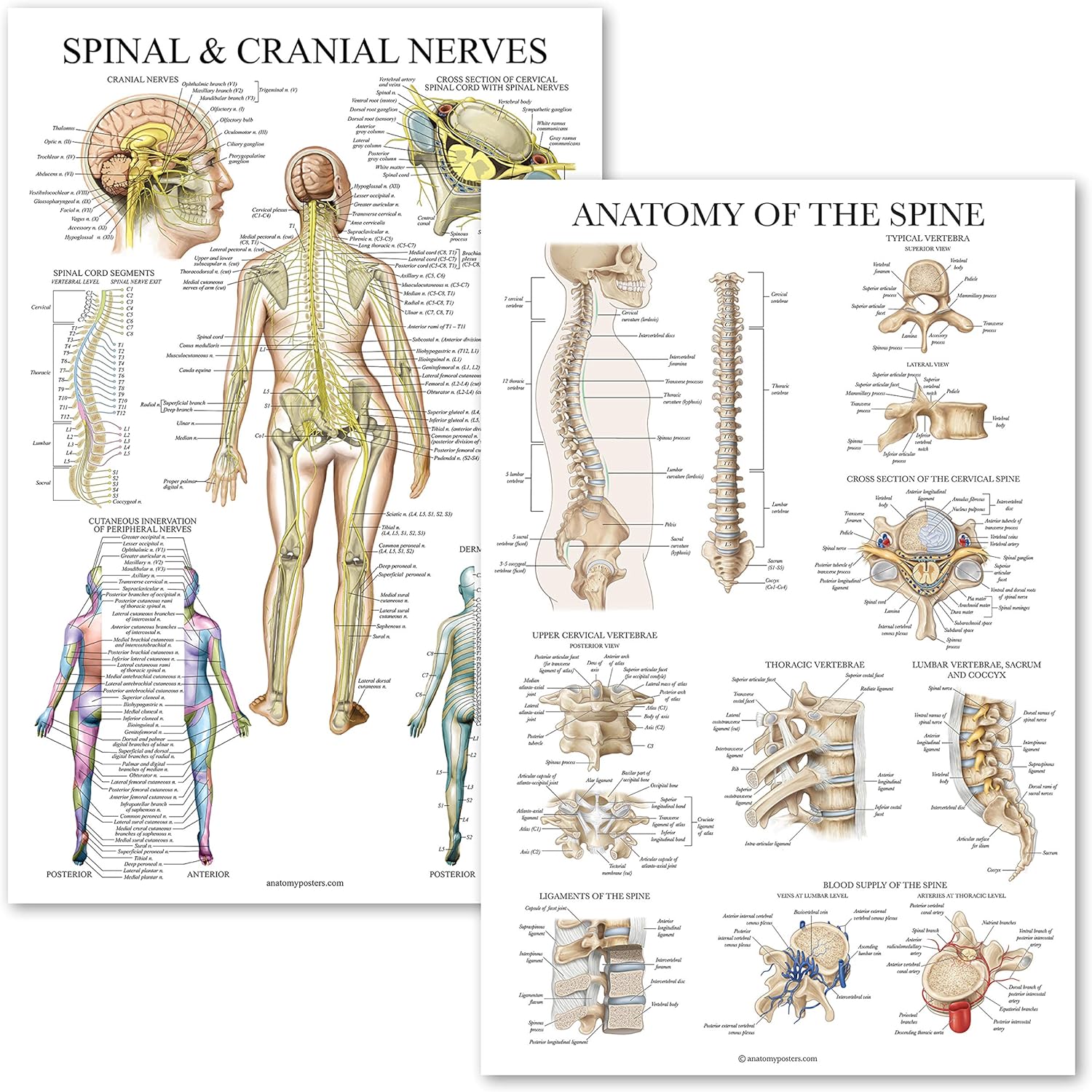 2 Pack: Spinal and Cranial Nerves + Anatomy of the Spine Poster Set ...