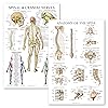 2 Pack: Spinal and Cranial Nerves + Anatomy of the Spine Poster Set - Set of 2 Anatomical Charts ...