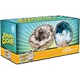 Amazon.com: Break Open 2 Jumbo Geodes– Break Your Own Large Geode with ...