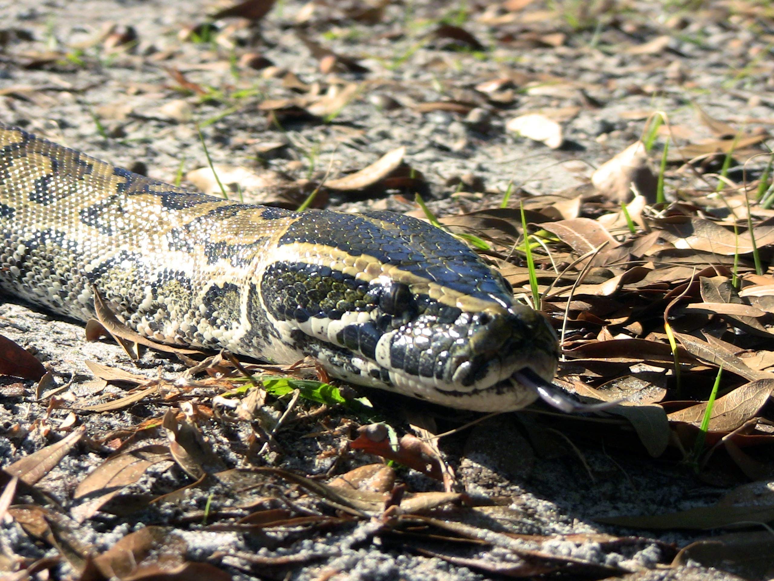 Watch Man-Eating Super Snake - Season 1 | Prime Video