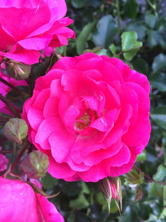 4,5 Liter Topf Bodendeckerrosen pink Bodendecker winterhart mehrjährig ...