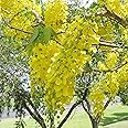 Amazon.com : YEGAOL Garden Cassia Fistula Seeds 10Pcs Tree Seeds Golden Shower Purging Cassia ...