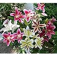 Amazon.com : Mixed Oriental Lily Bulbs (Pack of 8) - Fragrant Blooms ...