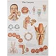 3B Scientific VR1248UU Glossy Paper The Larynx Anatomical Chart, Poster Size 20" Width x 26 ...