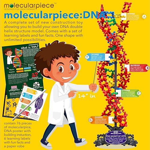 Dna Structure Model Project