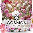 Amazon.com : Crazy Cosmos Mix - Large 1 Ounce Packet - 5,000 Flower ...