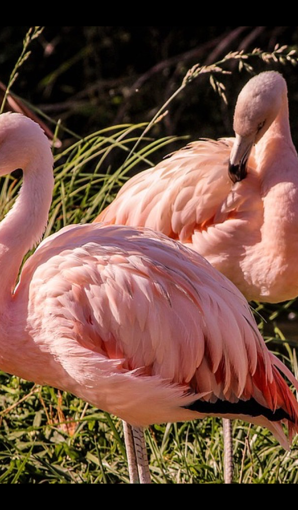 flamingo Wallpaper -- HD Wallpapers of flamingos!: Amazon.ca: Appstore ...