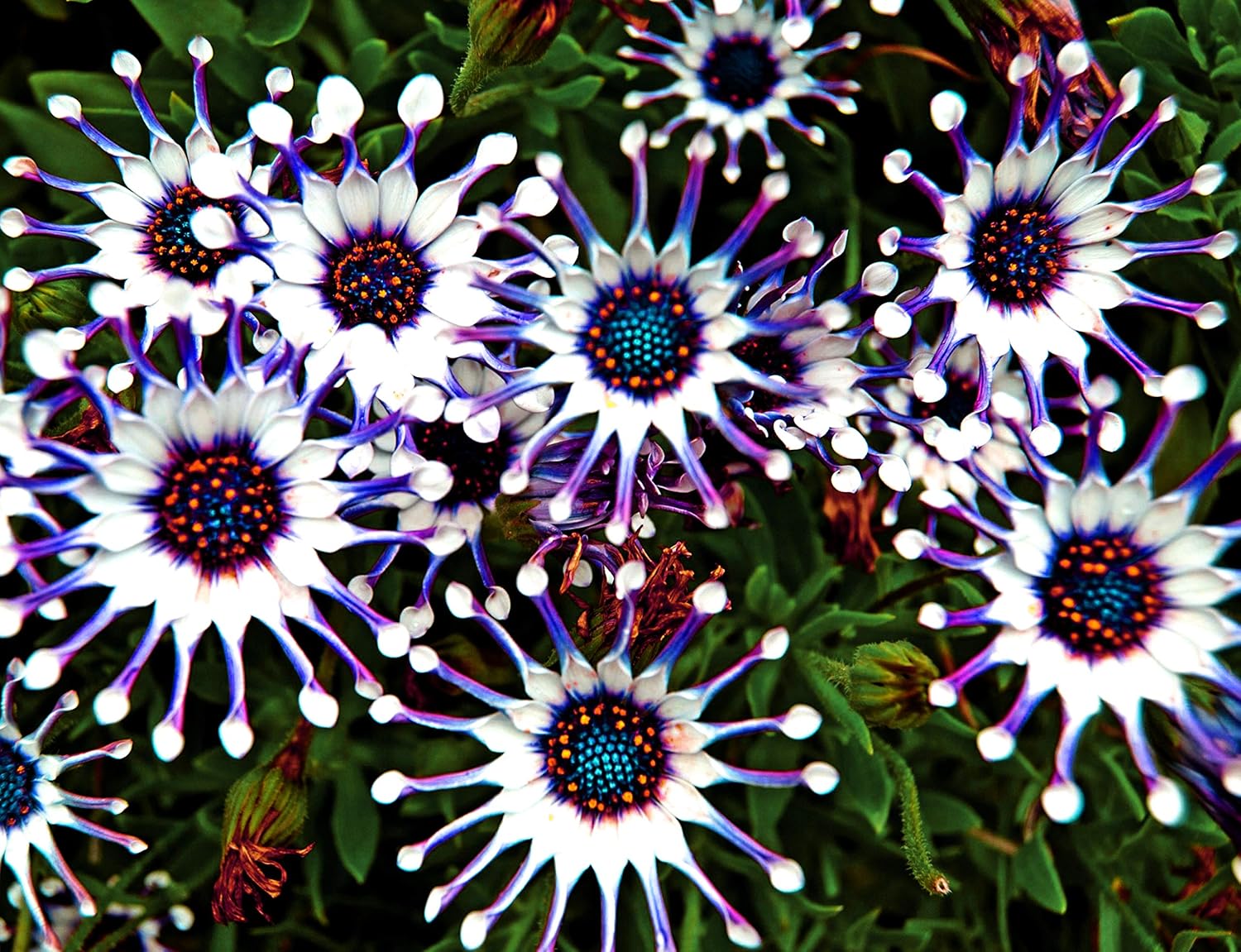 Rare 100Pcs Purple Daisy Seeds Flower Garden Plant – BigaMart