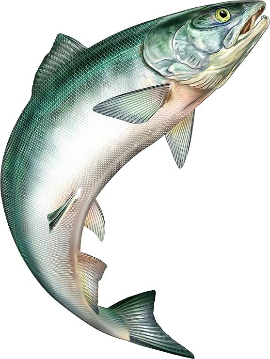 Amazon.com: Atlantic Pacific Fishing Salmon Cartoon Vinyl Decal Sticker ...