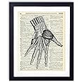 Amazon.com: Human Hand Dissection, Vintage Dictionary Art Print ...