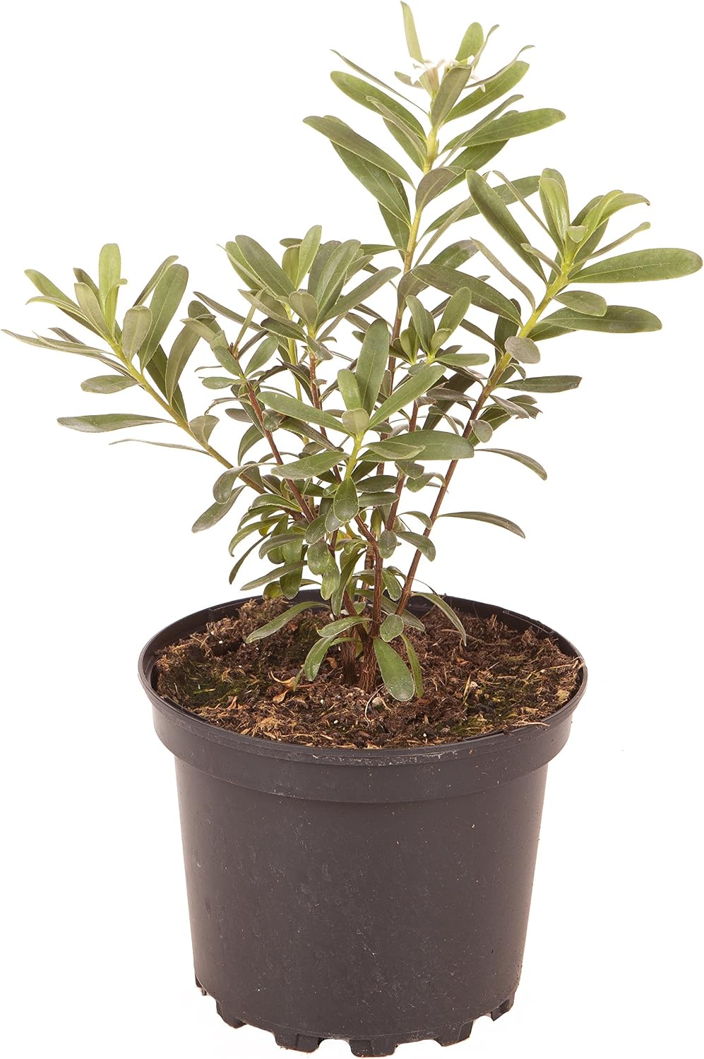 You Garden Limited Daphne Hardy Plant, White – BigaMart