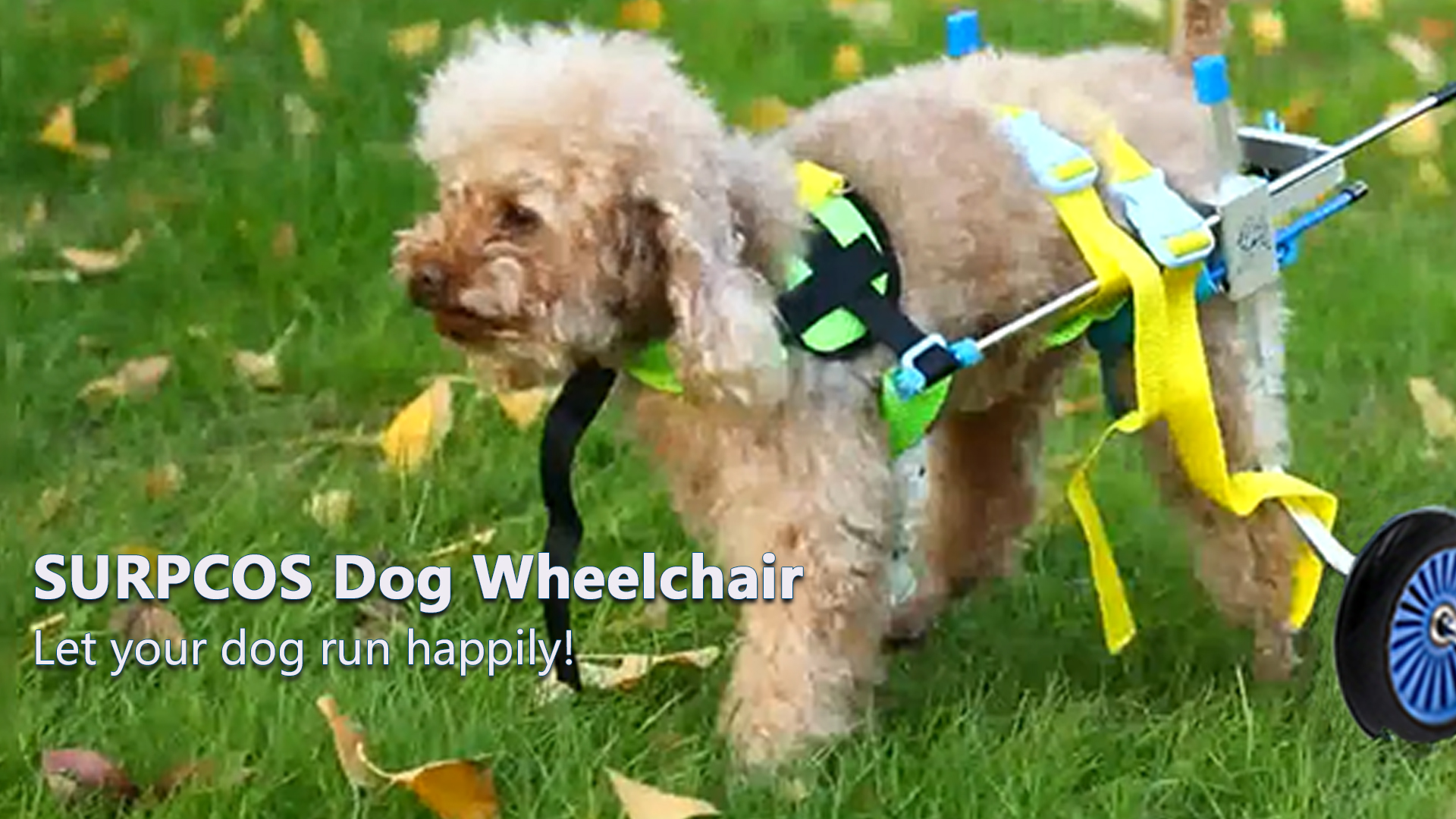 Watch SURPCOS Adjustable Dog Wheelchair on Amazon Live