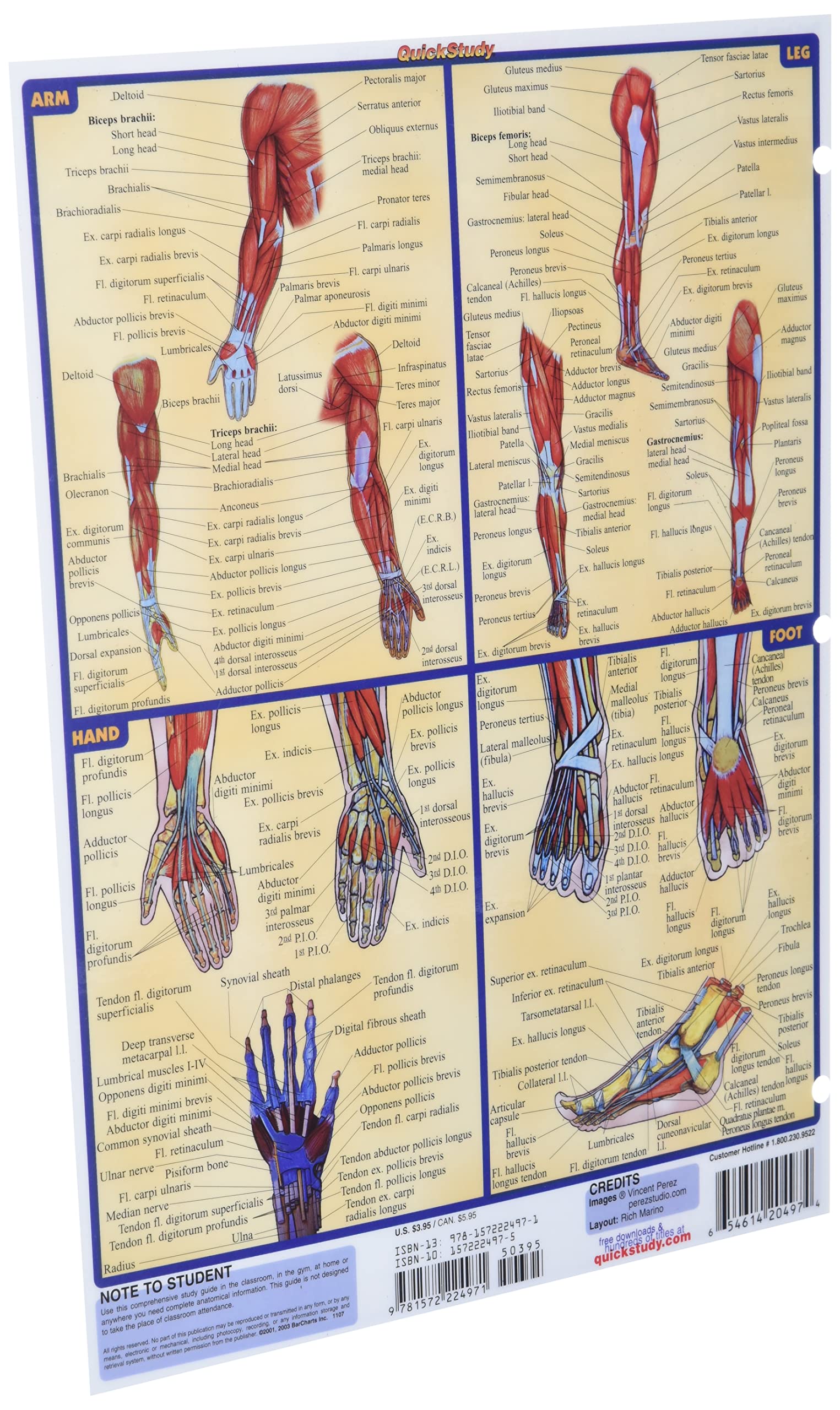 Mua Muscular System QuickStudy Laminated Reference Chart (QuickStudy ...