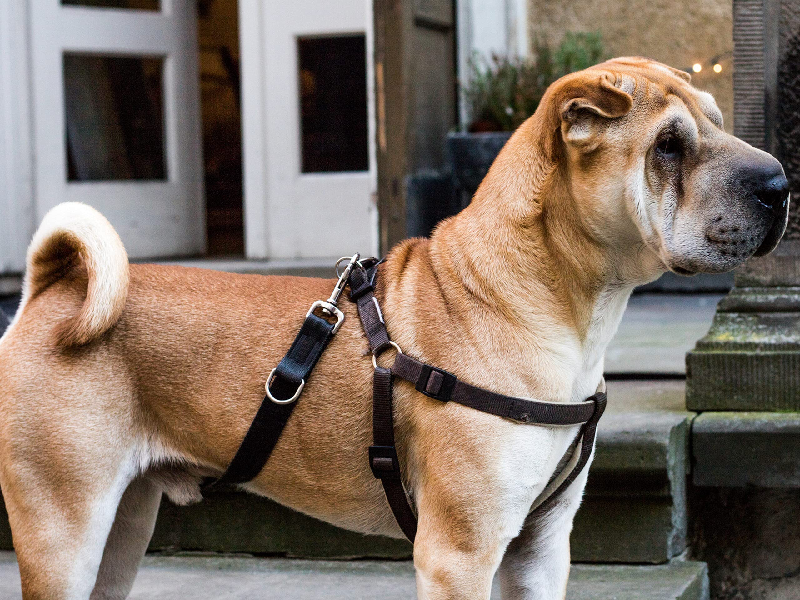 Watch Animal Cops Phoenix - Season 1 | Prime Video