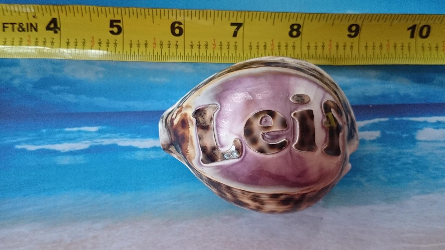 Amazon.com: 'Leif' Personalized Seashells Engraved. Names Engraved on a ...