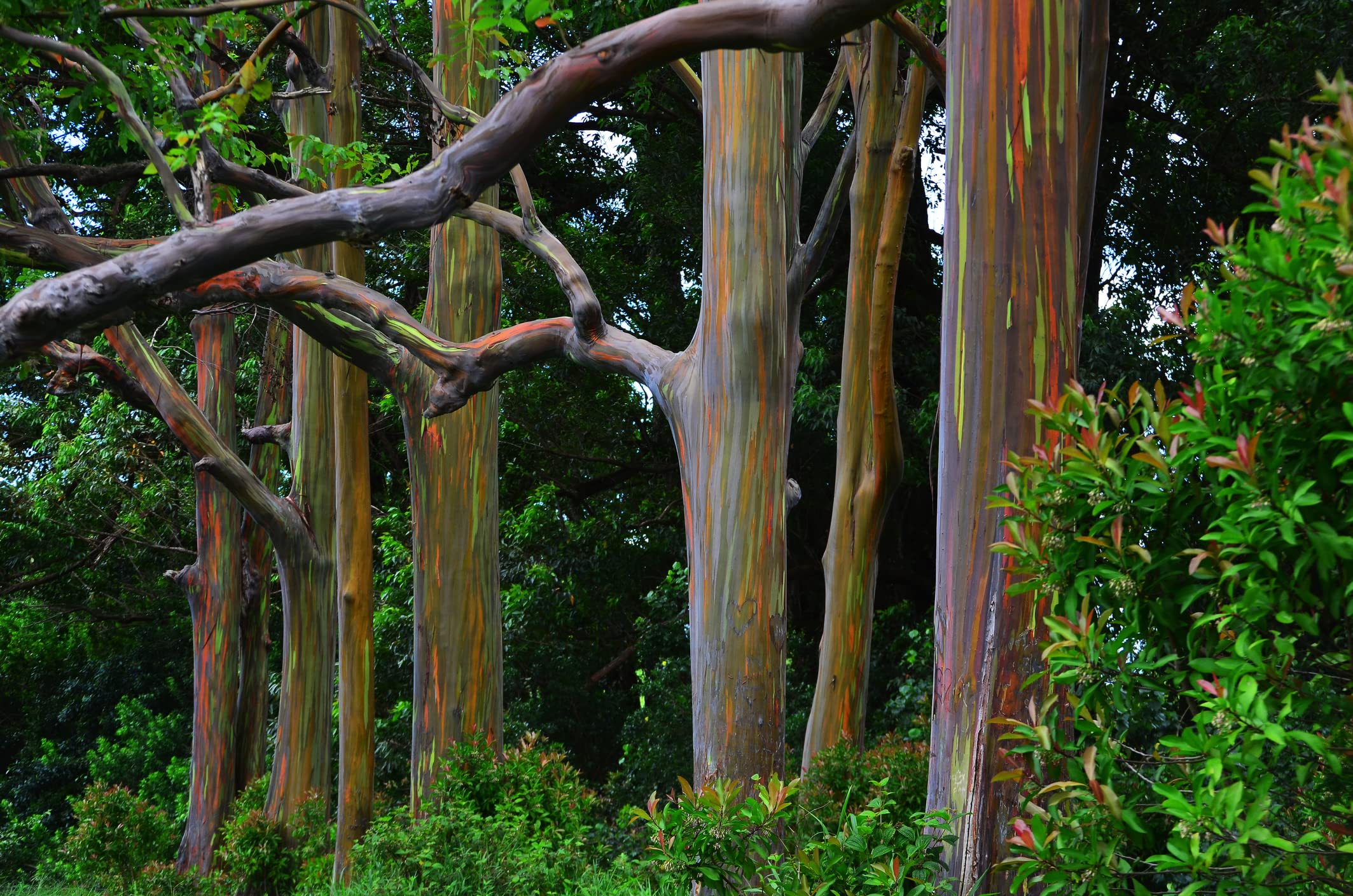 Mua 30 Seeds Rainbow Eucalyptus Tree Seeds Eucalyptus Deglupta trên ...