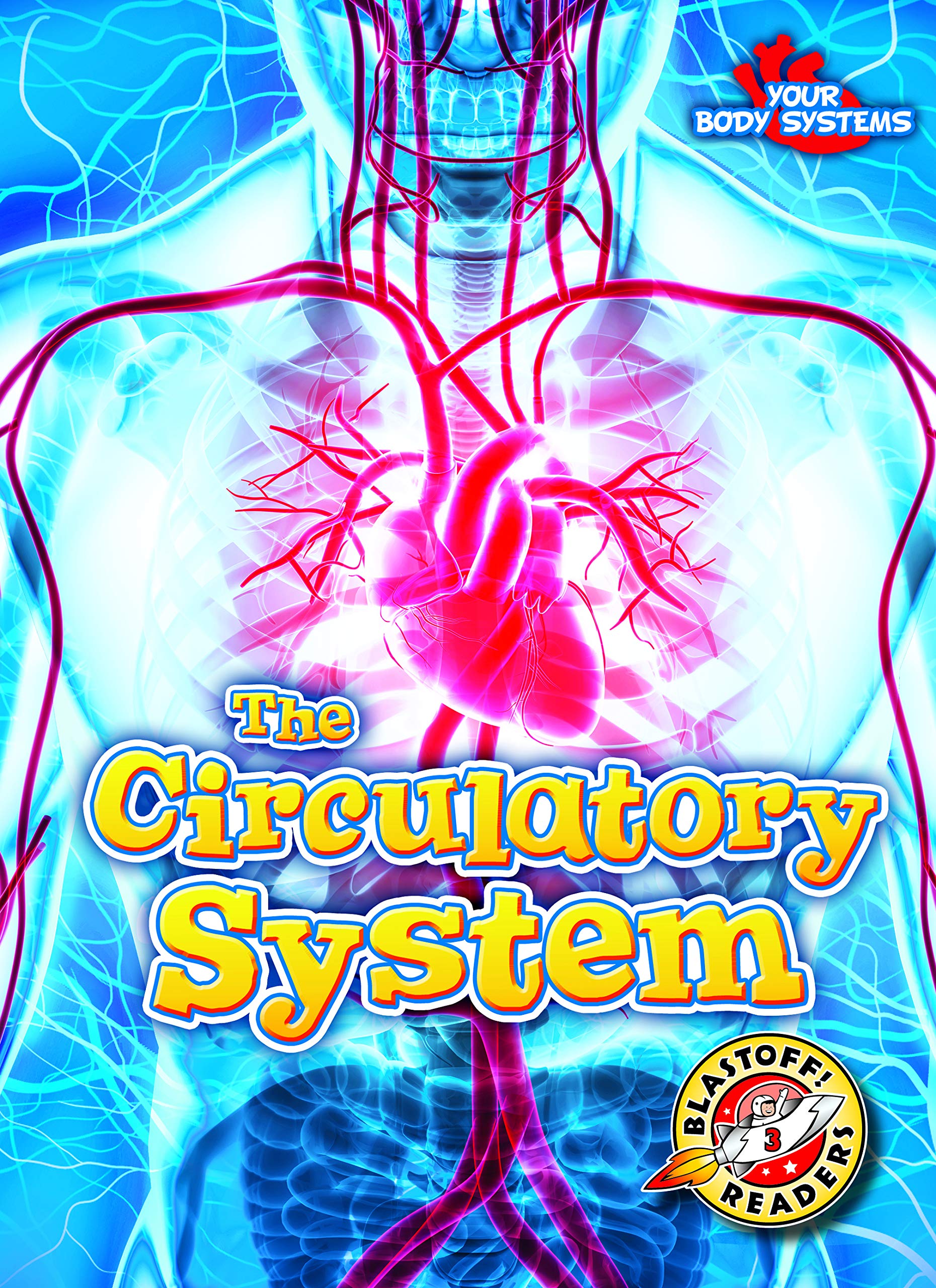 How Does The Circulatory System Work With Other Systems Rectangle Circle How Does The Circulatory System Work With Other Systems Rectangle Circle