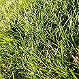 Amazon.com : Cabin Grass Seed Mix - 5 Lb - Non-GMO Erosion Control ...