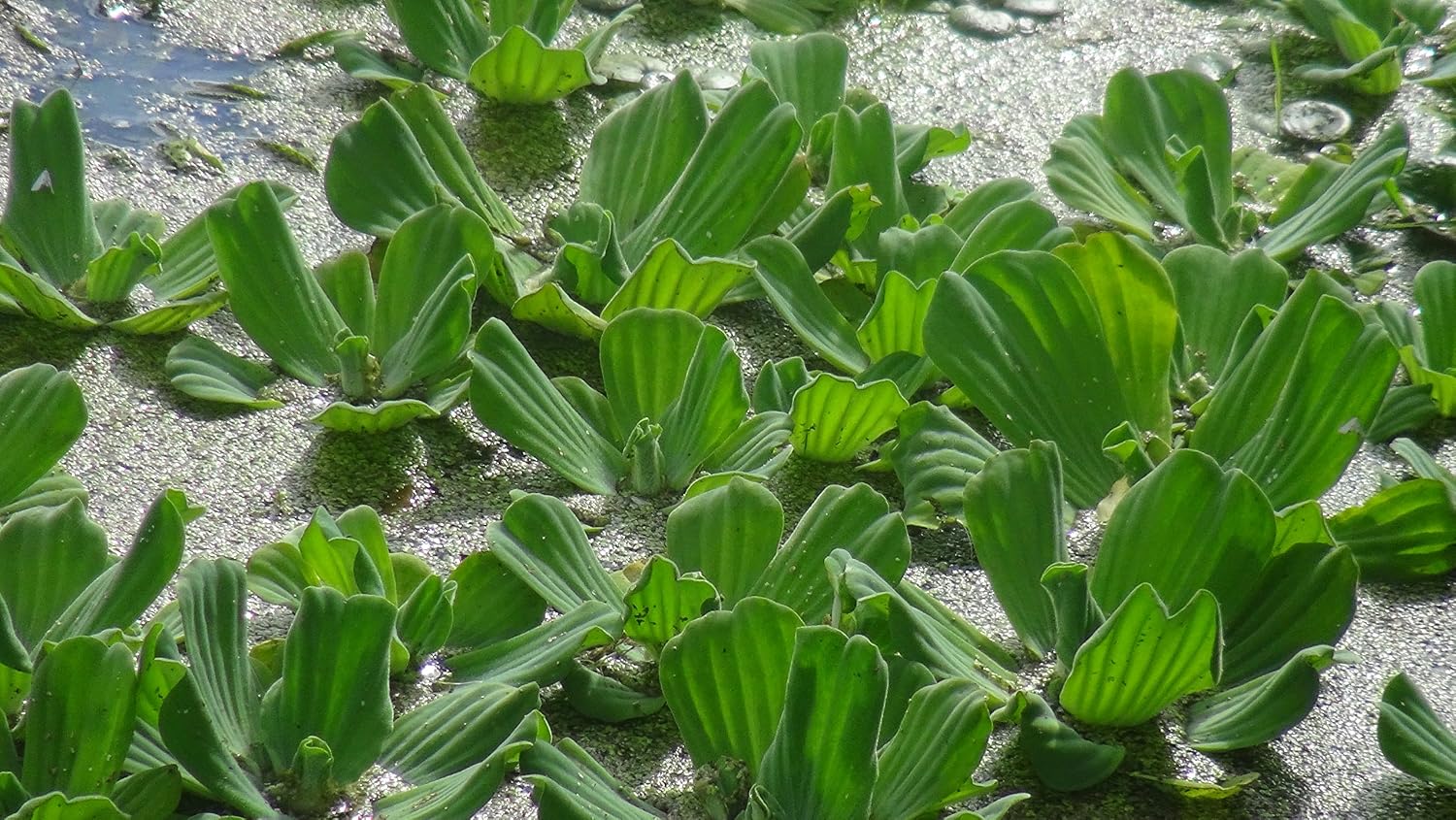 3 x Water Lettuce (Pistia stratiotes).7-10 cm Floating Aquarium Plant ...