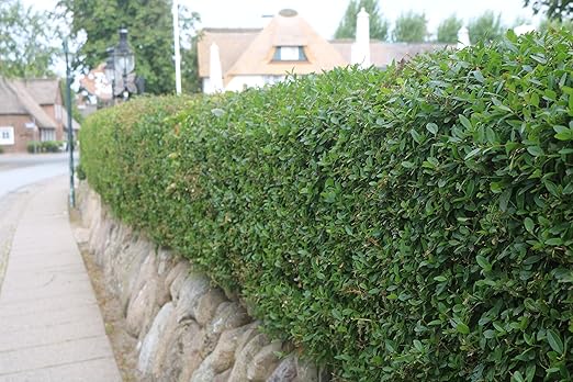 Ligusterhecke (Gemeiner Liguster) Heckenpflanzen für ca. 3 m Hecke (10 ...
