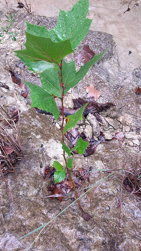 Amazon.com : Sycamore Tree - 2 Year Old : Garden & Outdoor