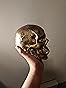 Amazon.com: ECYC 1:1 Resin Human Skull Model Halloween Props Home ...