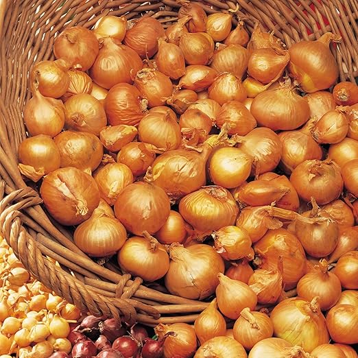 1/2 KILO TURBO ONION SETS HALF KILO: Amazon.co.uk: Garden & Outdoors