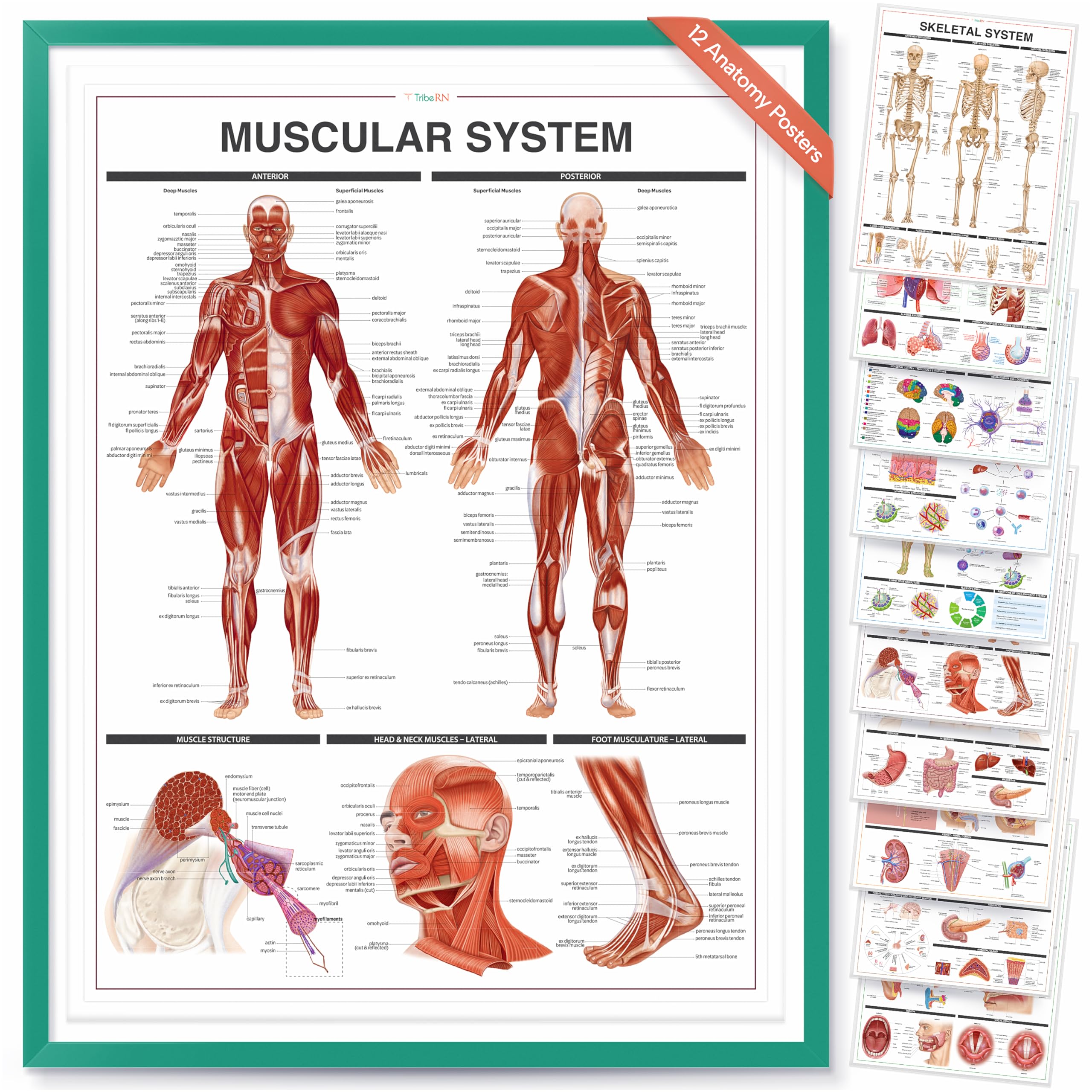 Mua Tribe RN Human Anatomy Posters - Set of 12 Anatomical Wall Decor ...
