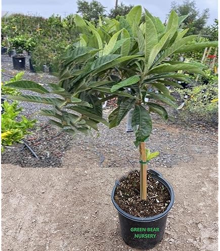 Desktop Japanese Plum Tree