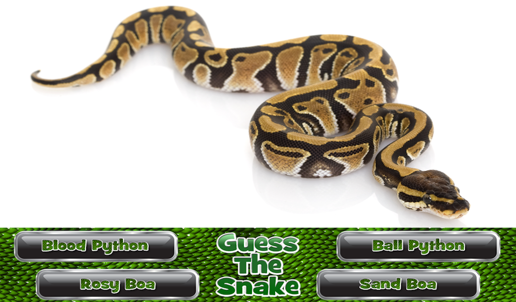 Amazon.com: Guess The Snake : Apps & Games