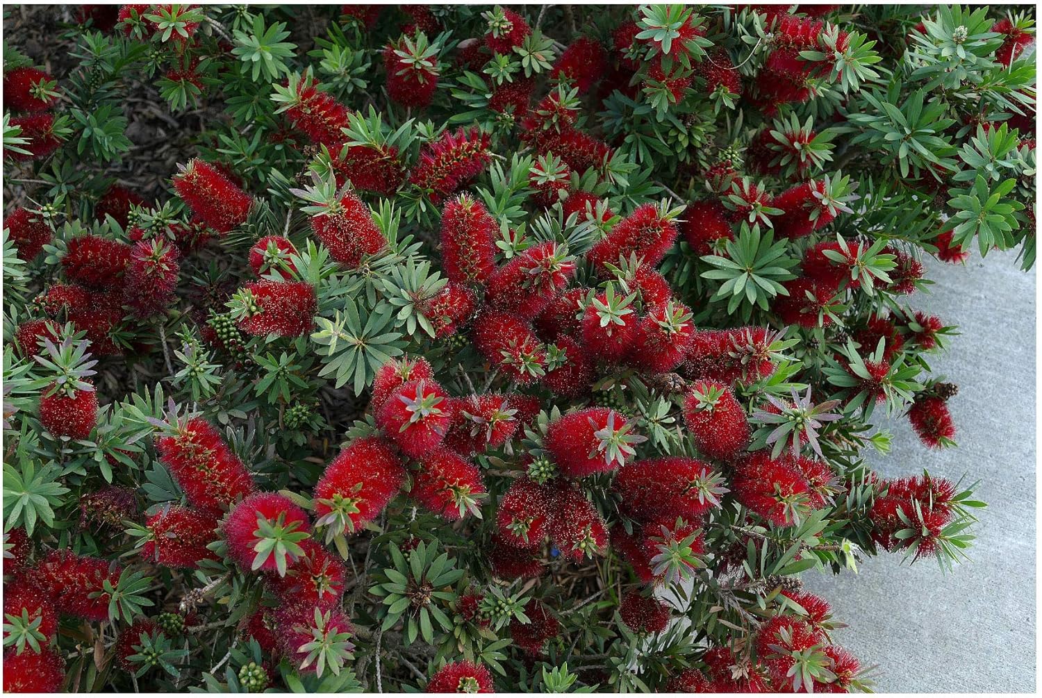 Callistemon viminalis Little John, Dwarf Bottlebrush Plant in 9 cm Pot ...