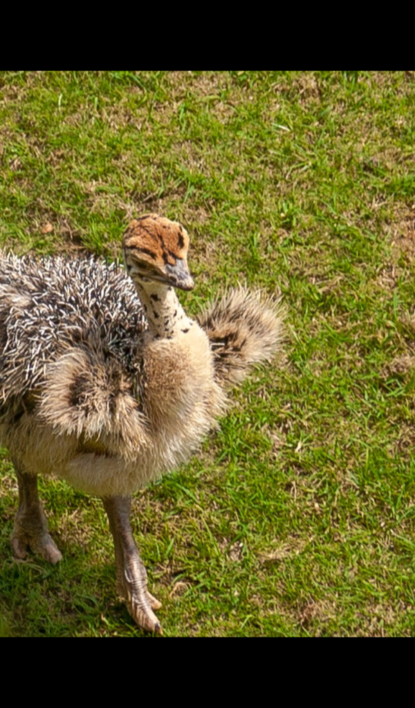 Ostrich Chick Wallpaper -- HD Wallpapers of Ostrich Chicks!:Amazon.fr ...