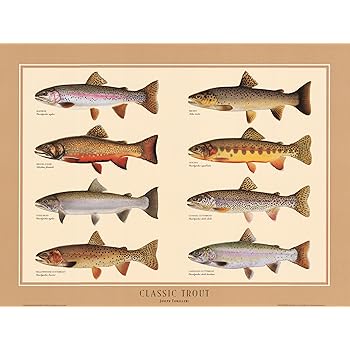 Amazon.com: Classic Trout Fish Poster and Identification Chart: Posters ...