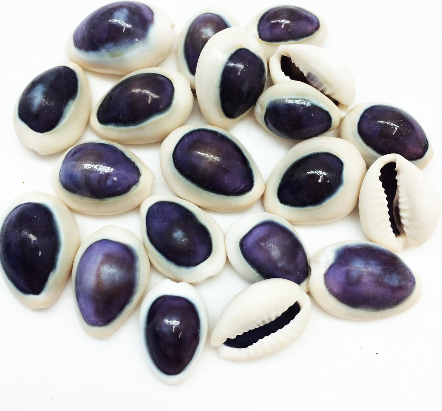 PEPPERLONELY 20 PC Baby Purple Top Cowrie Sea Shells, 1/2 Inch ~ 3/4 ...