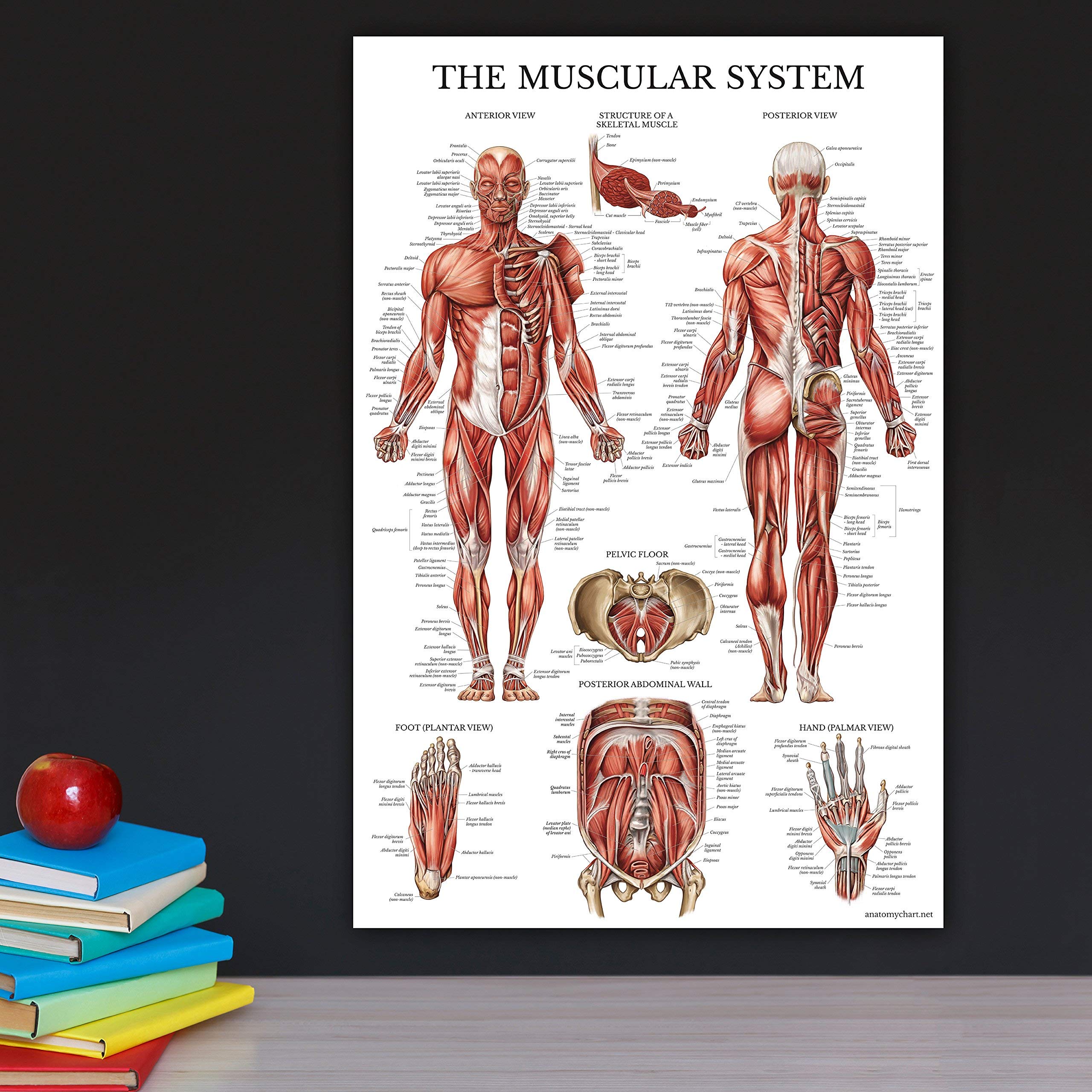 Mua Palace Learning Muscular System Anatomical Poster - LAMINATED ...