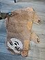 Sass & Belle Happy Sloth Chill Zone Brown Rug : Amazon.co.uk: Home ...