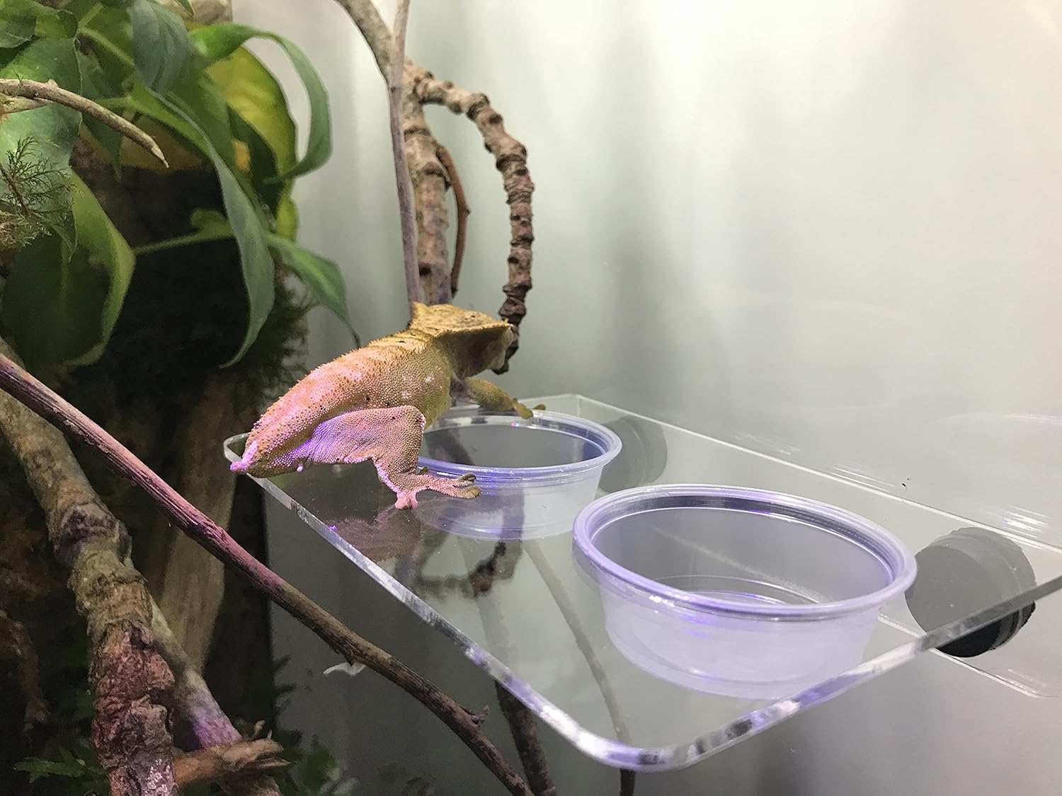 geckoshop Magnetic Reptile Feeding Ledge (Small, Clear) – BigaMart