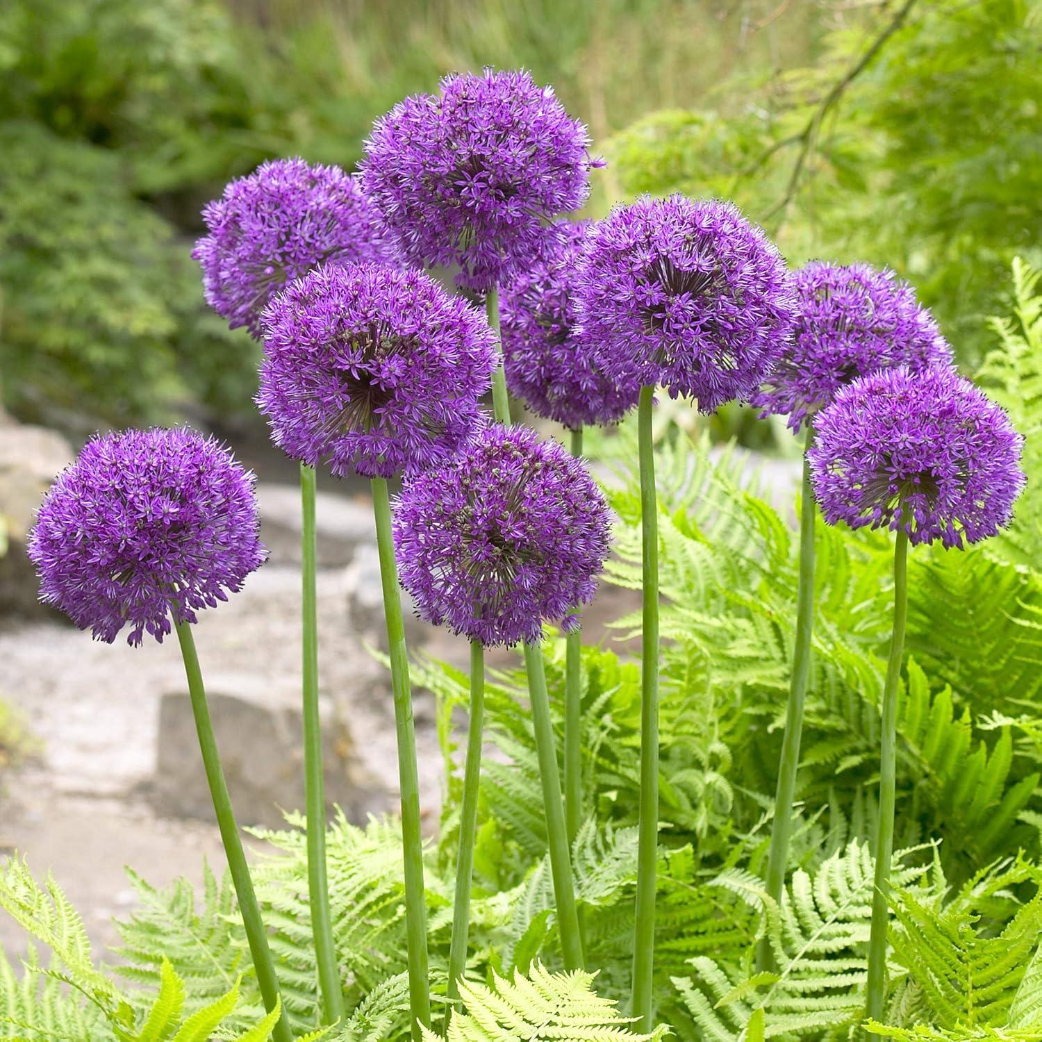 12 Allium Purple Sensation Bulb Collection Spring Flowering Garden ...