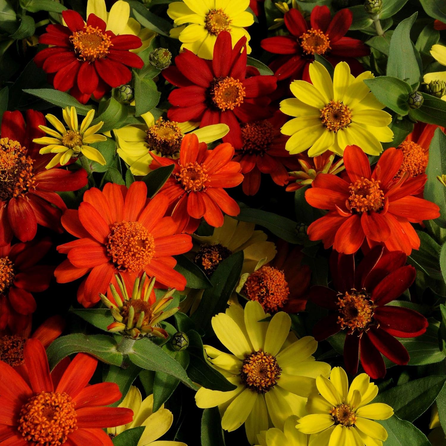 Zinnia Zahara Raspberry Lemonade Flower Seed Mix Non GMO Bonsai ...