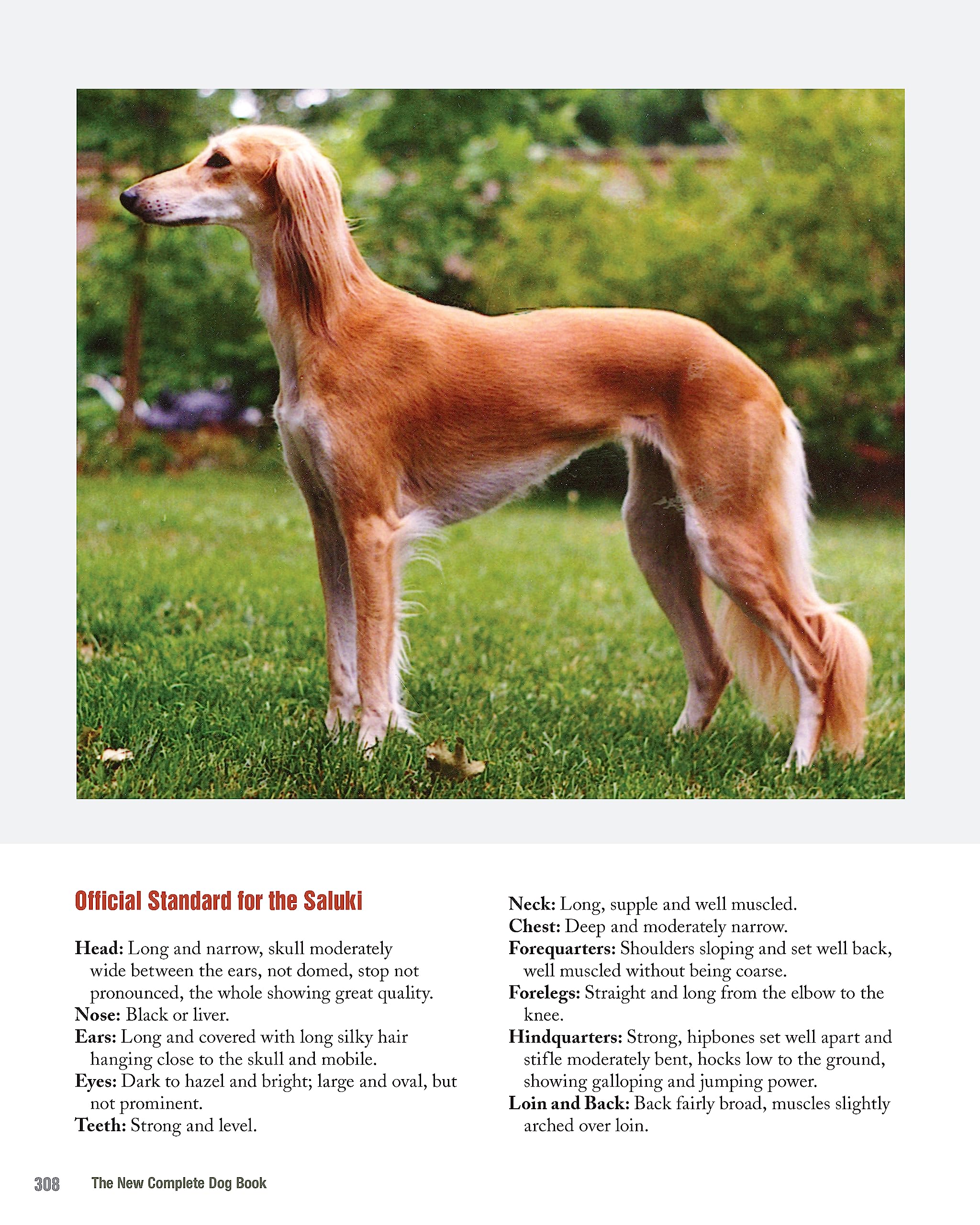 Mua The New Complete Dog Book, 23rd Edition: Official Breed Standards ...